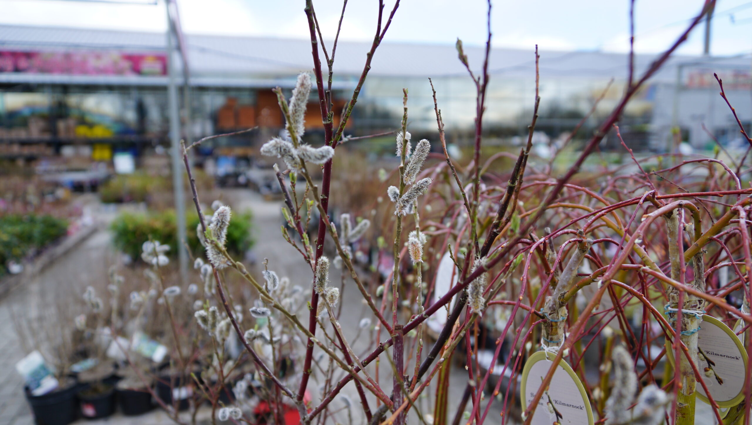 SALIX - VRBA - Zahradní centrum pod kloboukem