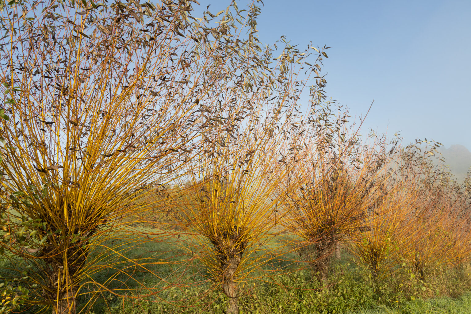 SALIX - VRBA - Zahradní centrum pod kloboukem